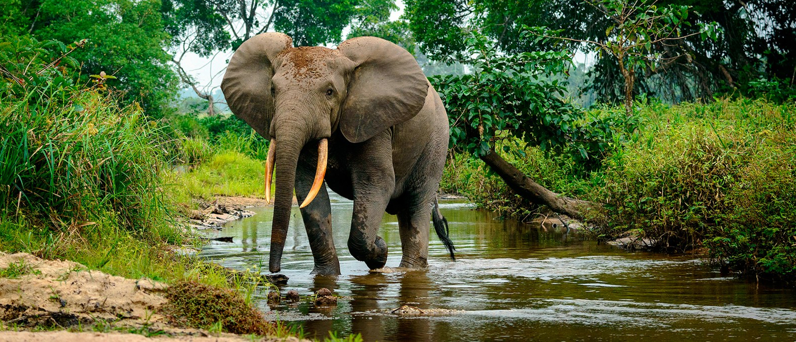 Munnar - Travel Toons Holiday Services